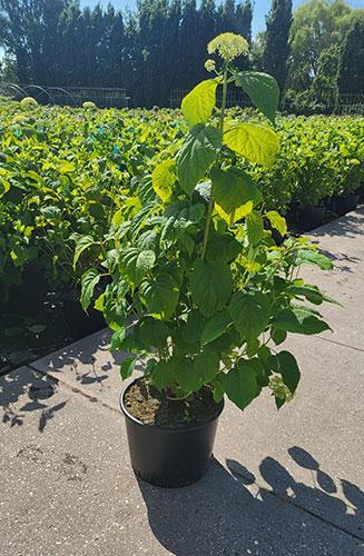 Hydrangea Arborescens Strong Annabelle Hardy Variety