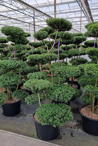 Ilex Crenata. Cloud Trees. Topiary Cloud Tree Japanese Holly