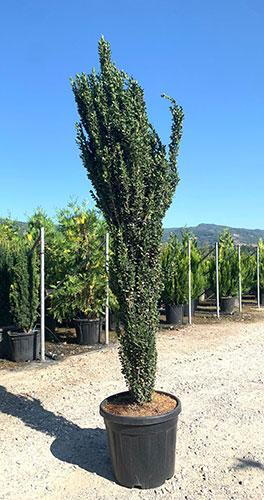 Ilex Crenata Fastigiata Japanese Holly Fastigiata Buy Online