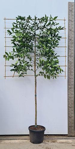 Ilex Koehneana Chestnut Leaf Holly Pleached Trees For Sale UK