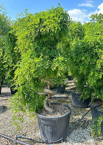 Japanese Pagoda Topiary Tree Buy UK. For Sale Online