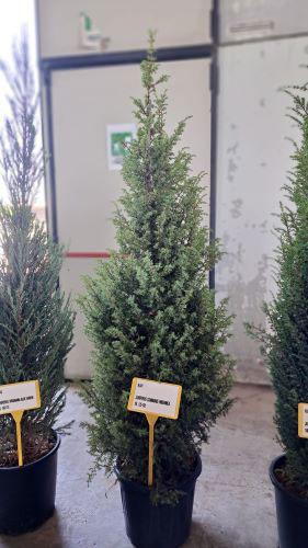 Juniperus communis Hibernica Irish Juniper Conifer for Sale
