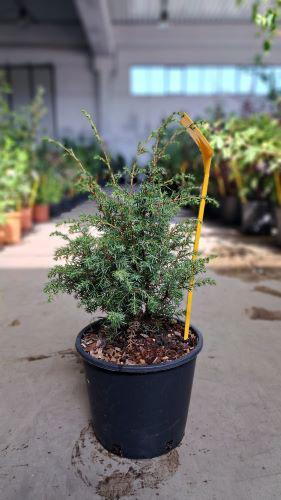 Juniperus communis Hibernica Irish Juniper Conifer for Sale