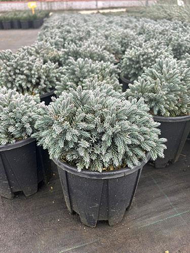 Juniperus Squamata Blue Star Flaky Juniper Dwarf Conifer