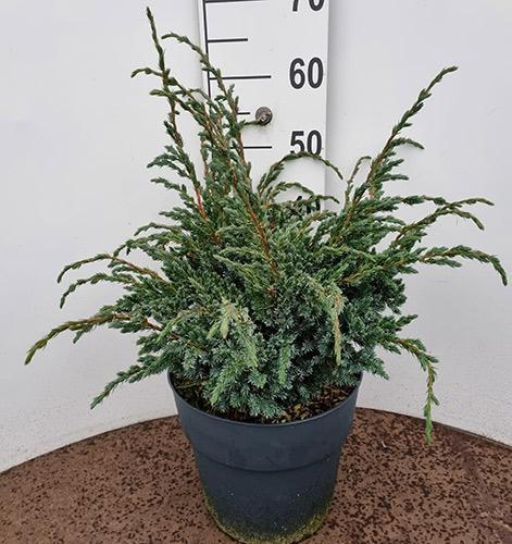 Juniperus Squamata Meyeri Flaky Juniper Meyer Conifer Shrub