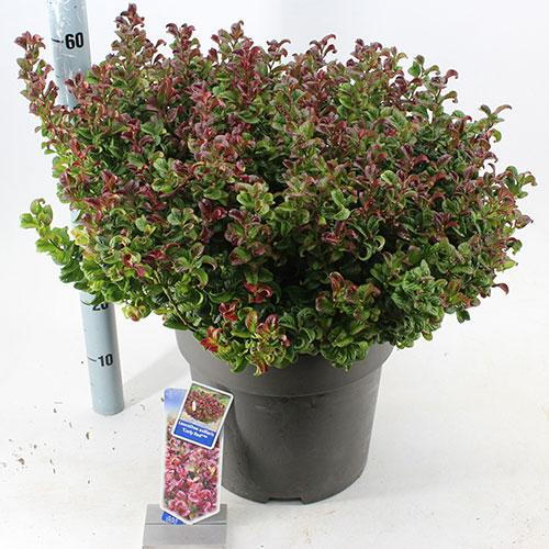 Leucothoe Axillaris Curly Red Twisted Leaf Evergreen