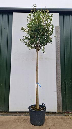 Ligustrum Japonicum. Evergreen Privet. Evergreen Screening Trees