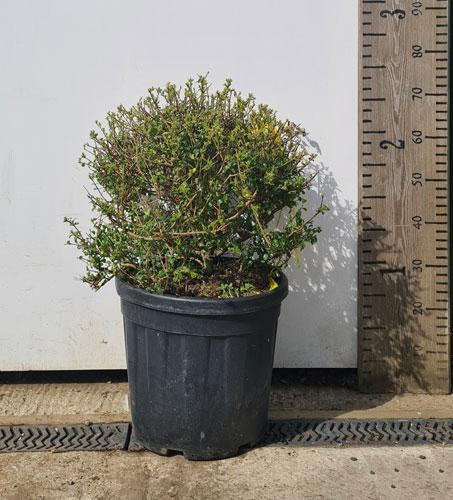 Ligustrum Topiary Balls Privet Topiary Balls Jonandrum Var