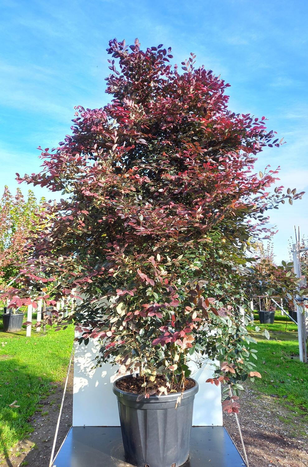 Olive Tree Loropetalum Chinense Fire Dance Tree Evergreen Patio Trees ...