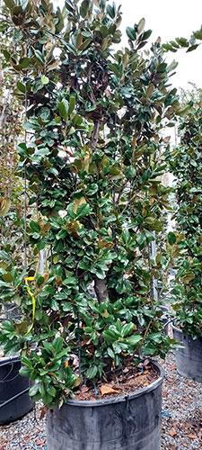 Magnolia Grandiflora. Bull Bay Tree Large Evergreen Trees UK