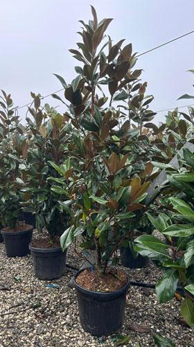 Magnolia Grandiflora. Bull Bay Tree Large Evergreen Trees UK