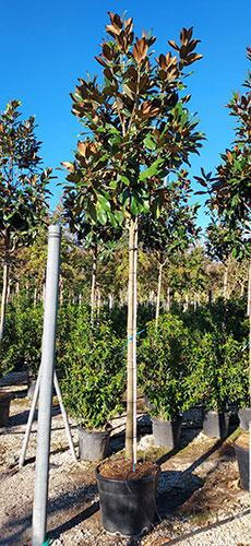 Magnolia Grandiflora Full Standard Trees For Sale Online UK