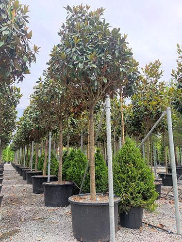 Magnolia Grandiflora Full Standard Trees For Sale Online UK