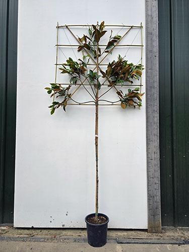 Magnolia Grandiflora Pleached trees for sale online UK.