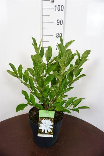 Magnolia Royal Splendor Intense Pink Flowering Hybrid Tree