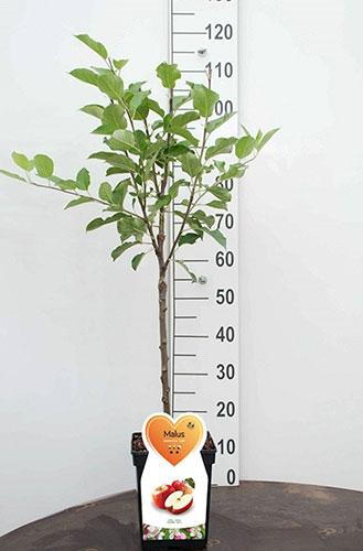 Malus Domestica Gala Apple Tree - Popular Dessert Apple Tree