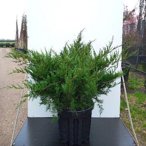 Mint Julep Juniper Shrubs, Juniperus Pfitzeriana UK