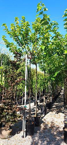 Morus Nigra Tree or Black Mulberry Tree for Sale Online UK