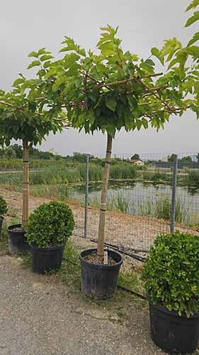 Parasol Trees for Sale. Roof Form Trees. Roof Shape Trees
