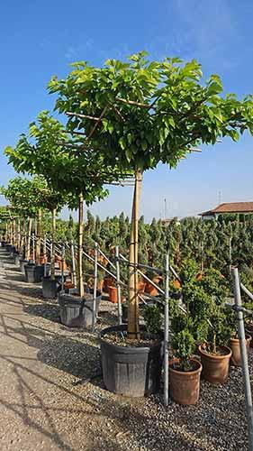Parasol Trees for Sale. Roof Form Trees. Roof Shape Trees