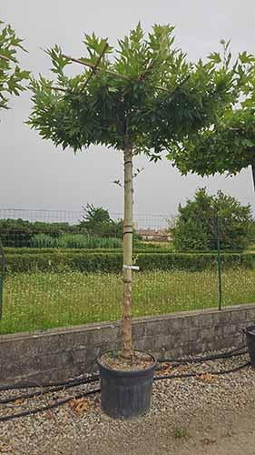 Parasol Trees for Sale. Roof Form Trees. Roof Shape Trees