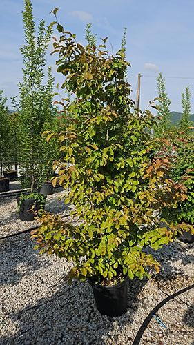 Parrotia Persica Persian Spire Persian Ironwood Tree Online