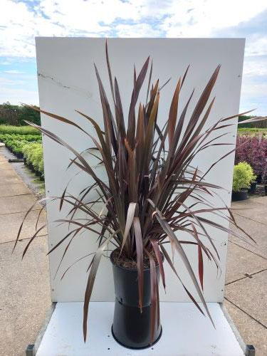 Phormium Tenax Purpurea Purple Phomium. Grass Specialists UK