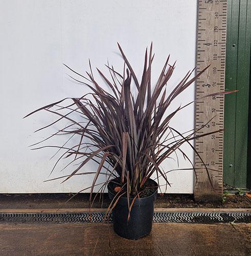Phormium Tenax Red Sensation Flax Lily Ornamental Grass