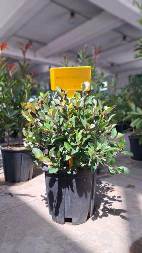 Photinia Fraseri Little Red Robin. Dwarf Red Robin Shrubs