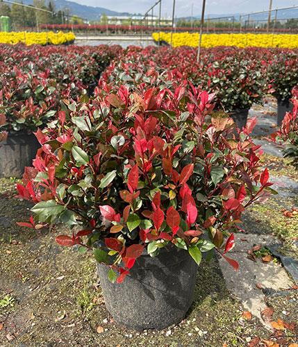 Photinia Fraseri Little Red Robin. Dwarf Red Robin Shrubs