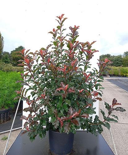 Photinia Fraseri Magical Volcano Christmas Berry Hedging