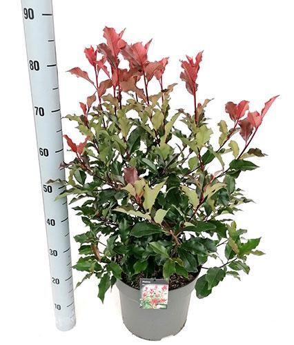 Photinia Fraseri Magical Volcano Christmas Berry Hedging