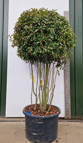Photinia Fraseri Red Robin Crown Lifted Bonsai Tree Buy UK