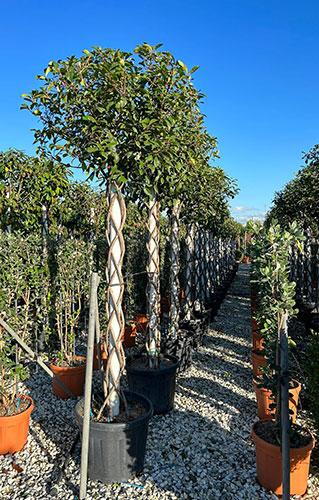 Photinia Red Robin. Photinia Full Standard Trees for sale UK