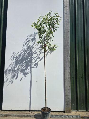 Photinia Red Robin. Photinia Full Standard Trees for sale UK