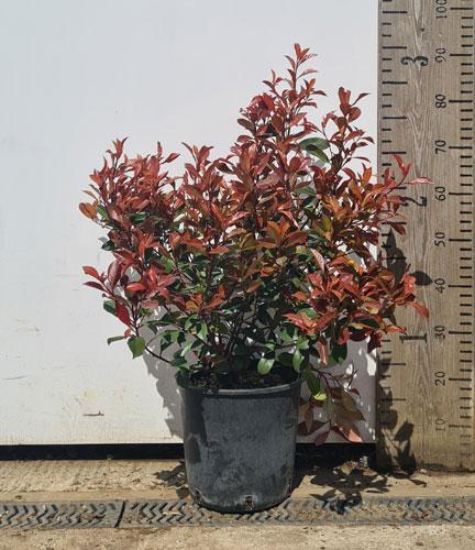 Photinia Red Robin Compacta Photinia Red Robin Compact