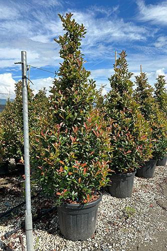 Photinia Red Robin Compacta Photinia Red Robin Compact