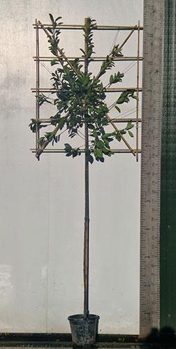 Photinia Red Robin Pleached Trees. Photinias Buy Online UK