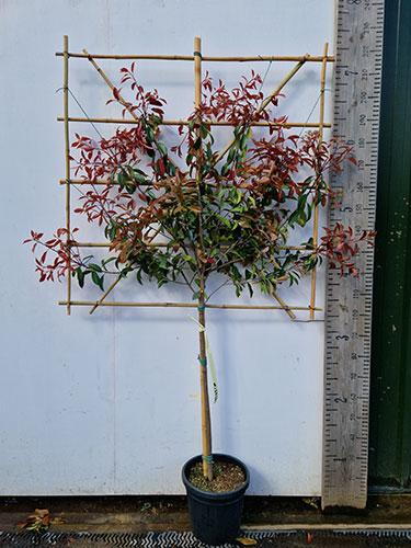 Photinia Red Robin Pleached Trees. Photinias Buy Online UK