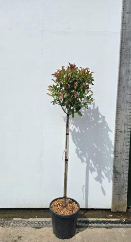 Photinia Red Robin Half Standard Tree for sale UK & Ireland