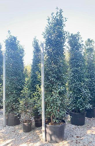 Photinia Red Robin Topiary Cones. Photinia Topiary Cones