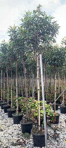 Photinia Serratifolia Crunchy Full Standard Shaped Tree