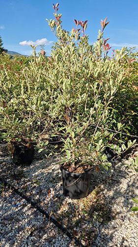 Photinia Fraseri Pink Marble for Hedging Photinia Hedging