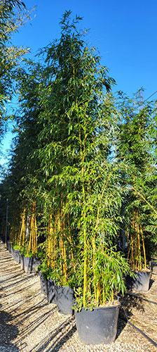 Phyllostachys Vivax Aureocaulis Golden Chinese Timber Bamboo