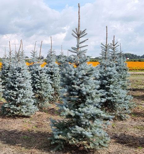 Picea Pungens Blue Diamond. Blue Spruce Blue Diamond Tree