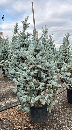 Picea Pungens Hoopsii Colorado Spruce Blue Spruce