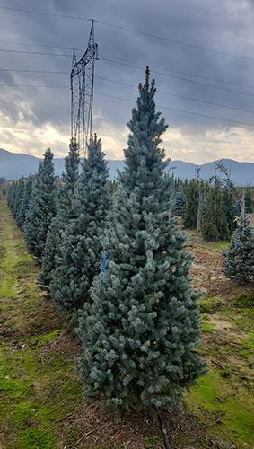 Picea Pungens Iseli Fastigiate Colorado Spruce Blue Spruce