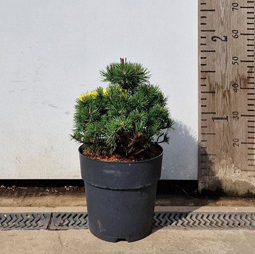 Pinus Mugo Mops Dwarf Mountain Pine Mops Low Growing Conifer