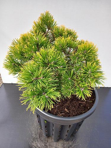 Pinus Mugo Carsten's Wintergold, Gold Conifers and Pines UK