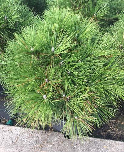 Pinus Nigra Würstle. Black Pine Würstle. Dwarf Black Pine